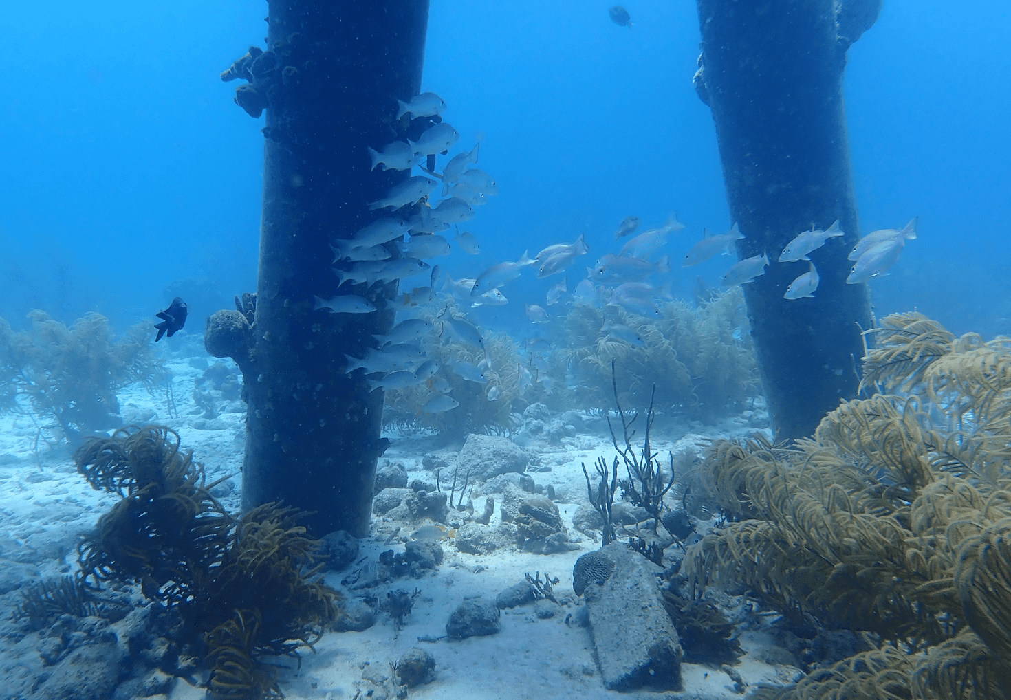 100 Dives - Scuba Diving Travel Blog - Fearless Captivations