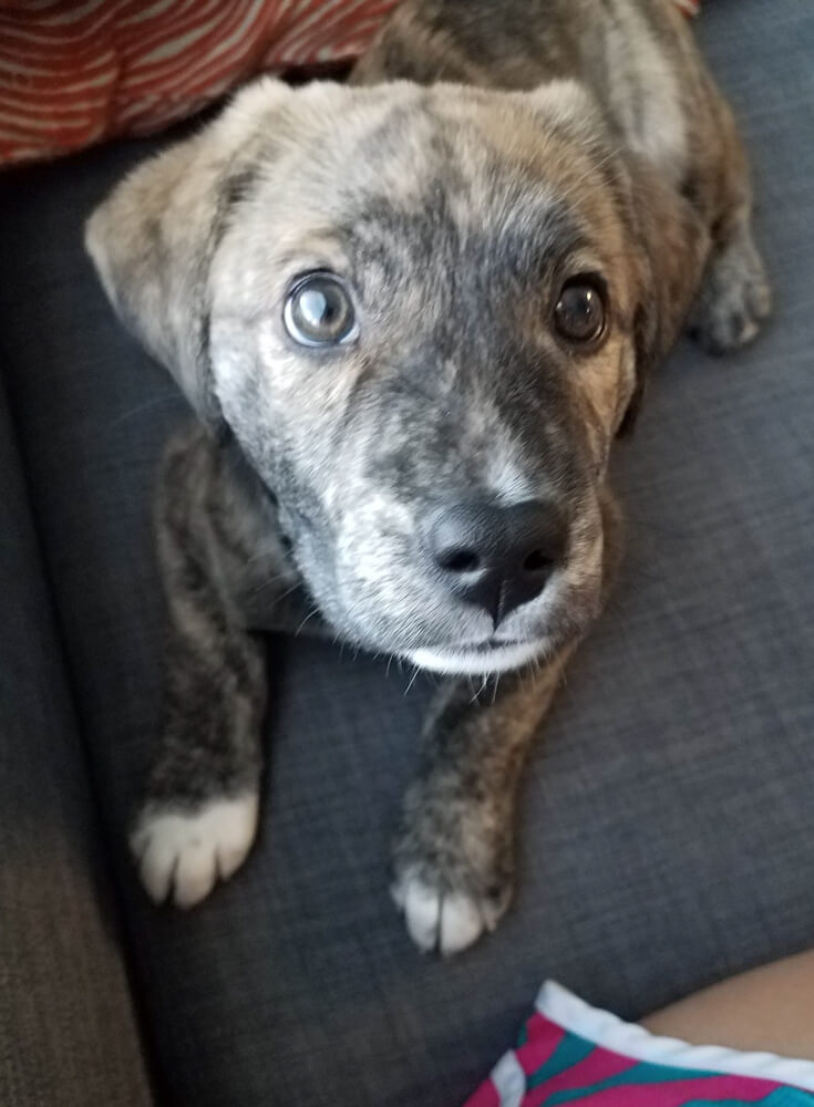 Our Pup Kaira - Fearless Captivations