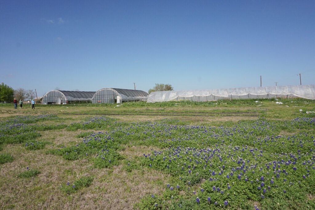 4 Reasons to Support Local Flowers + My Cheery Austin Flower Farm Tour