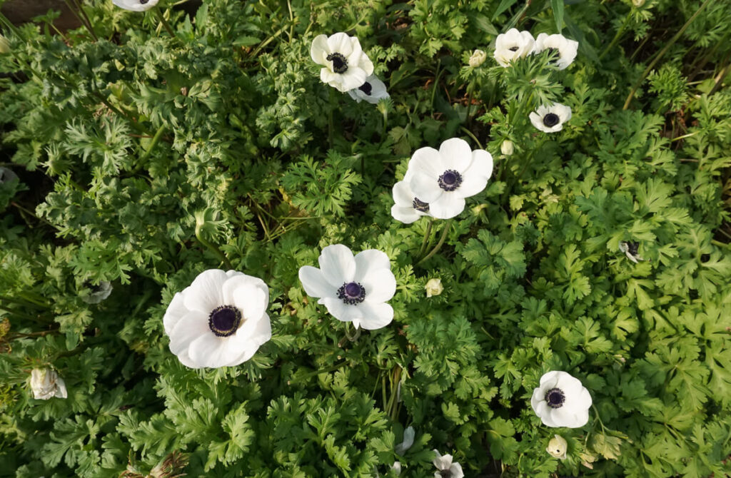 4 Reasons to Support Local Flowers + My Cheery Austin Flower Farm Tour