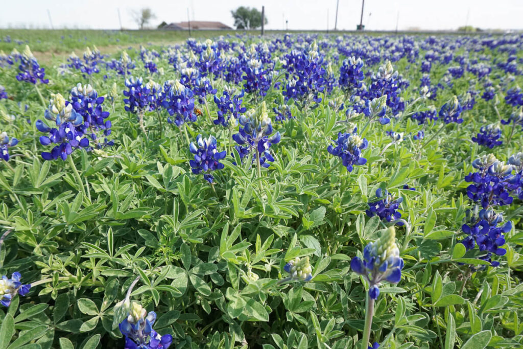 4 Reasons to Support Local Flowers + My Cheery Austin Flower Farm Tour