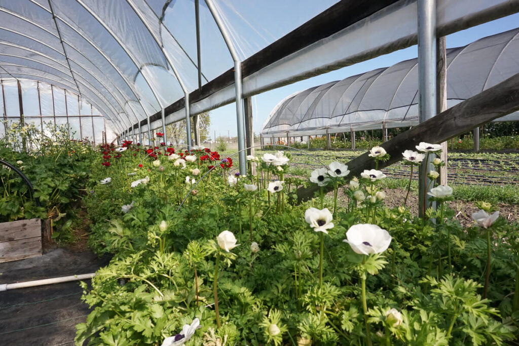4 Reasons to Support Local Flowers + My Cheery Austin Flower Farm Tour