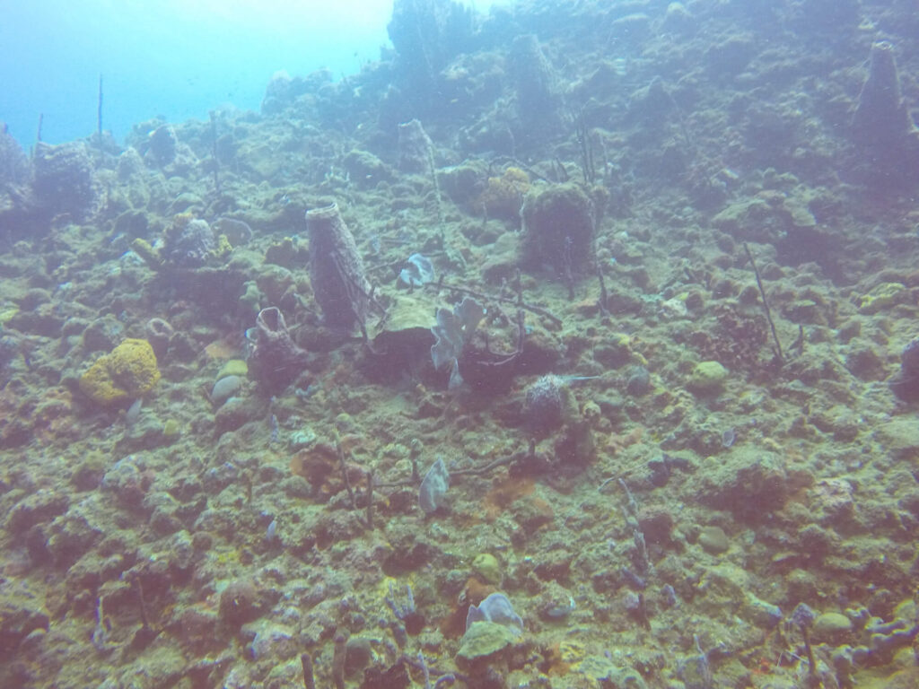 What to Know About Scuba Diving in Dominica - Adventure Island