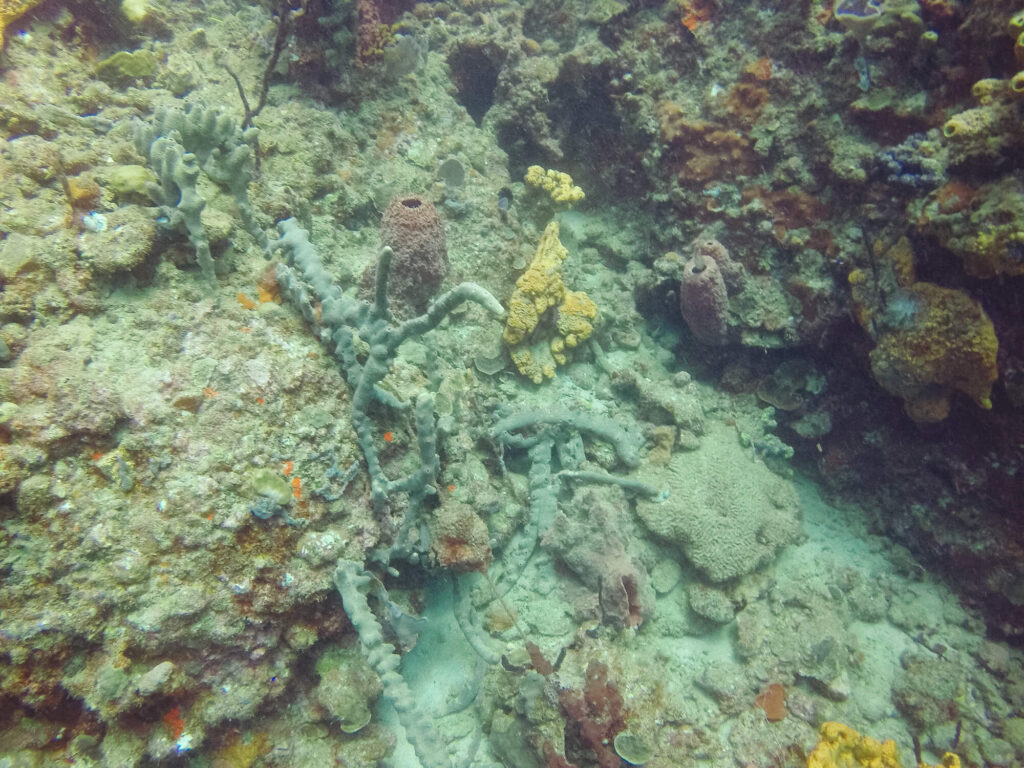 What to Know About Scuba Diving in Dominica - Adventure Island