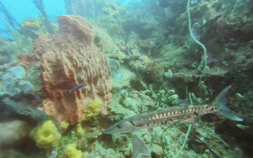 What to Know About Scuba Diving in Dominica - Adventure Island