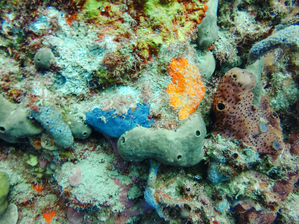 What to Know About Scuba Diving in Dominica - Adventure Island