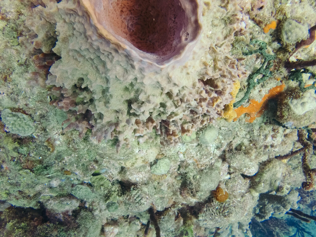 What to Know About Scuba Diving in Dominica - Adventure Island