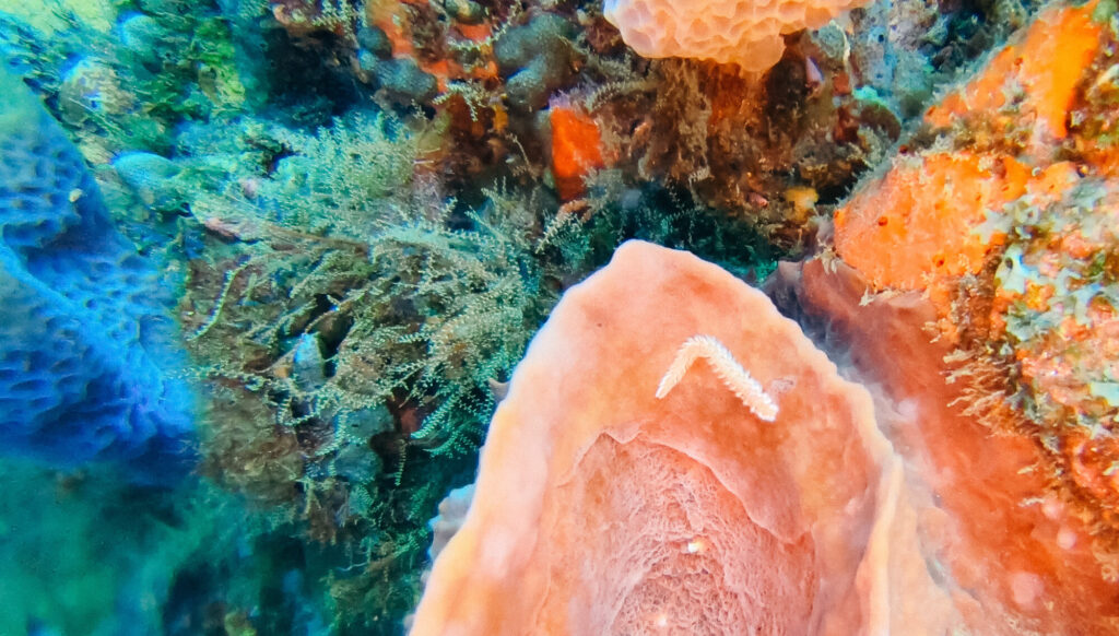 What to Know About Scuba Diving in Dominica - Adventure Island