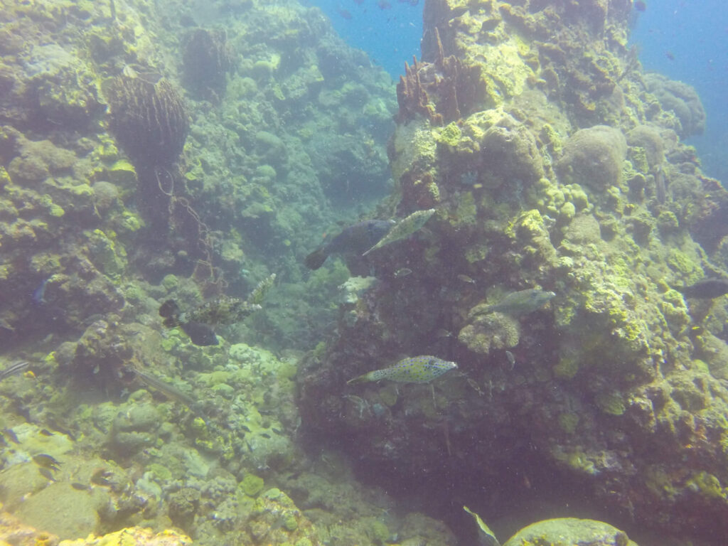 What to Know About Scuba Diving in Dominica - Adventure Island