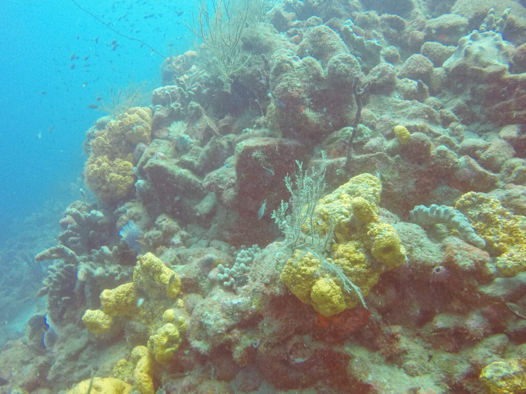 What to Know About Scuba Diving in Dominica - Adventure Island